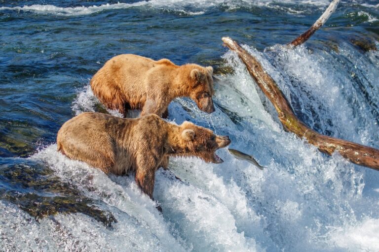 Top 5 Bear Viewing Spots in Alaska You Can’t Miss - Alaska West Air Inc