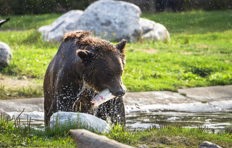 How to Identify Brown Bears vs. Grizzly Bears - Alaska West Air Inc