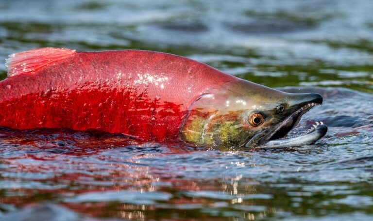 When to Catch the Best Sockeye Run in Alaska: A Month-by-Month ...